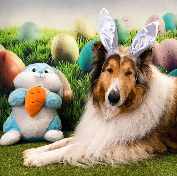 16 Funny Dogs Who Believe They Are Easter Bunnies - PetPress