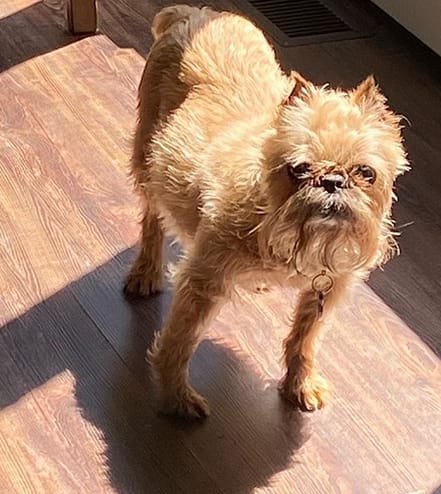 Top 128 Best Brussels Griffon Dog Names - PetPress