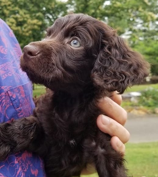 Top 150 Best Boykin Spaniel Dog Names - PetPress