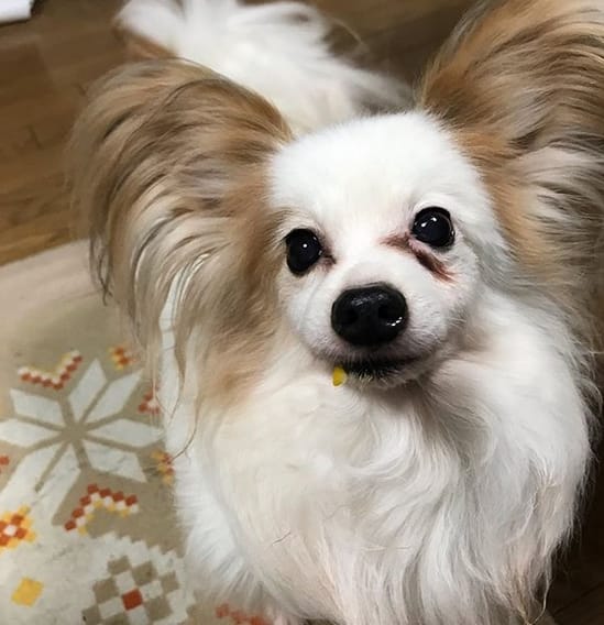 Top 150 Best Papillon Dog Names - PetPress