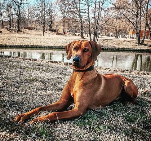 Top 150 Best Rhodesian Ridgeback Dog Names - PetPress