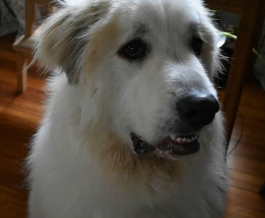 Top 132 Best Great Pyrenees Dog Names - PetPress