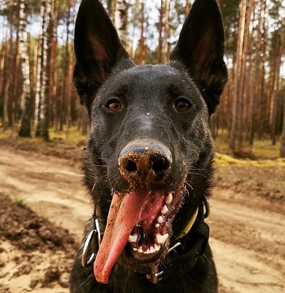 Top 120 Best Dutch Shepherd Dog Names