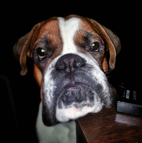 70+ Human Names That Fit Perfect Male Dogs - PetPress