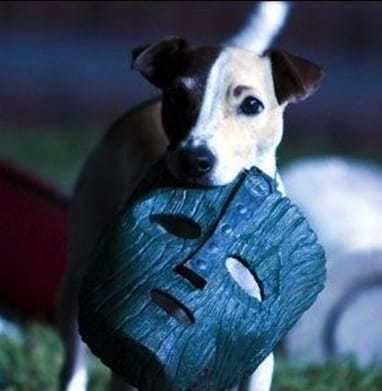 140+ Famous Dog Names Inspired By Movie Characters - PetPress