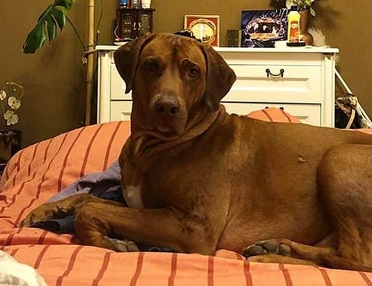 Top 150 Best Rhodesian Ridgeback Dog Names - PetPress
