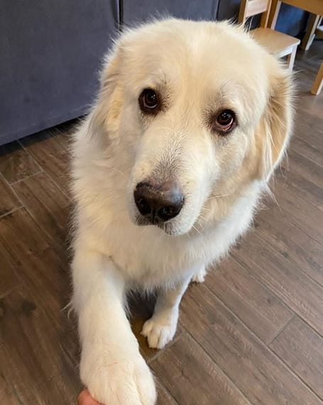 Top 132 Best Great Pyrenees Dog Names - PetPress