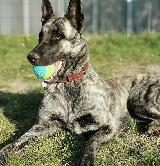 Top 120 Best Dutch Shepherd Dog Names
