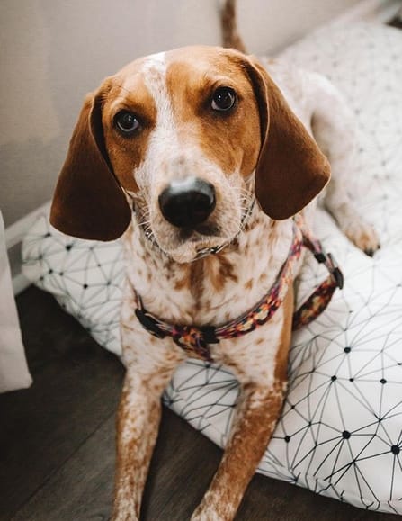 Top 128 Best American English Coonhound Dog Names