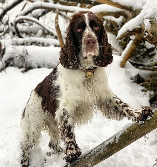 Top 100 Best Springer Spaniel Dog Names