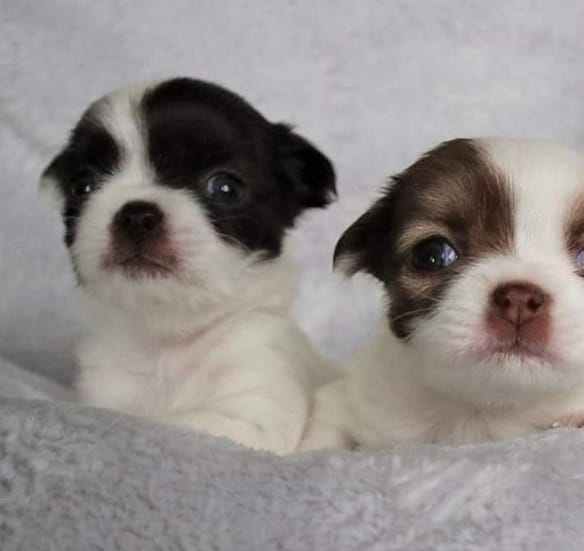 130+ Cute & Small Dog Name Ideas - PetPress