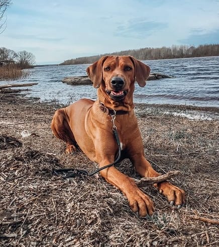 Top 150 Best Rhodesian Ridgeback Dog Names - PetPress