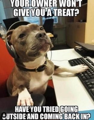 14 Funny Dog Memes Showing The Reality of Staying Home In Quarantine ...