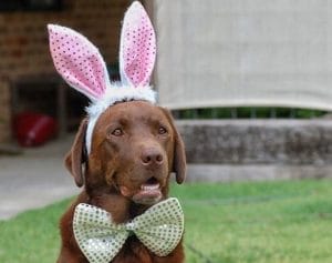 16 Funny Dogs Who Believe They Are Easter Bunnies - PetPress