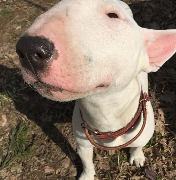 Top 90 True Masculine Dog Names