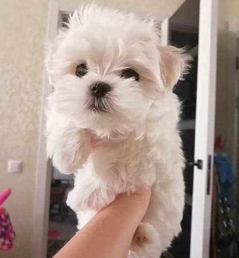 Top 145 Most Popular Maltese Dog Names - PetPress