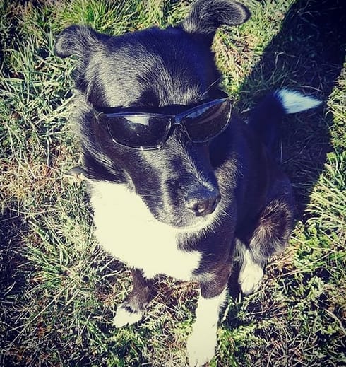 Top 125 Best Karelian Bear Dog Names - PetPress