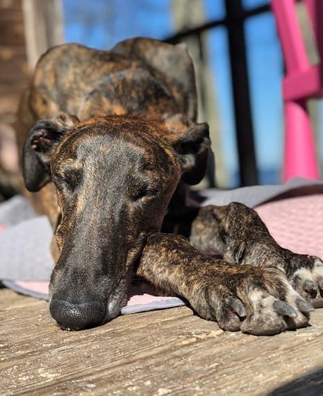 Top 130 Best Greyhound Dog Names - PetPress