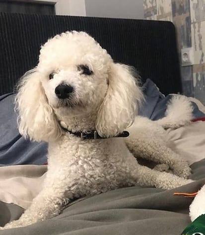 Top 130 Best Poodle Dog Names | PetPress