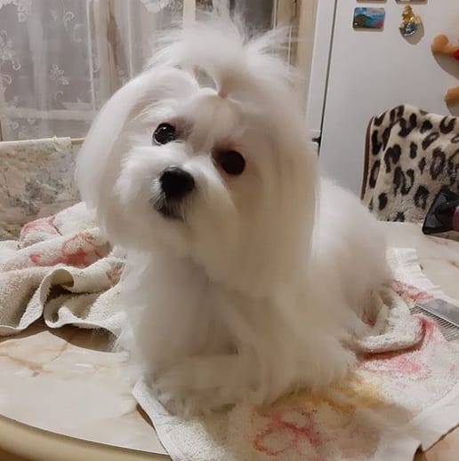 Top 145 Most Popular Maltese Dog Names - PetPress