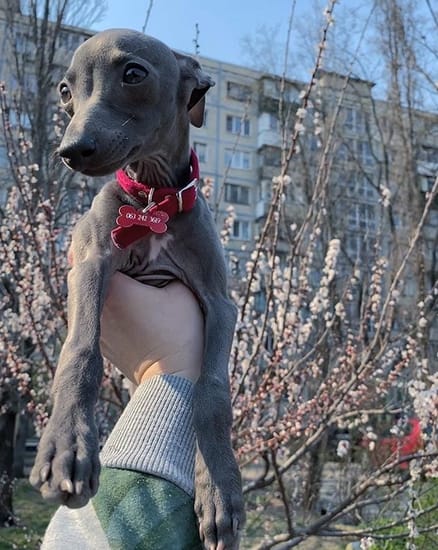 Top 130 Best Greyhound Dog Names - PetPress