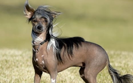 150 Exotic Dog Names and Their Meanings | PetPress
