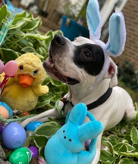 16 Funny Dogs Who Believe They Are Easter Bunnies - PetPress