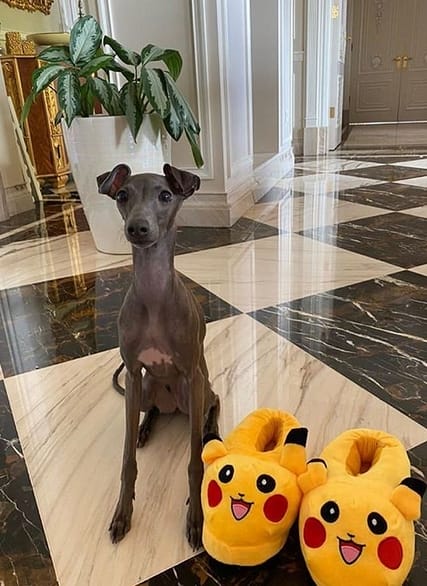 Top 130 Best Greyhound Dog Names - PetPress