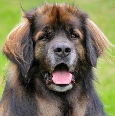 150 Exotic Dog Names and Their Meanings | PetPress