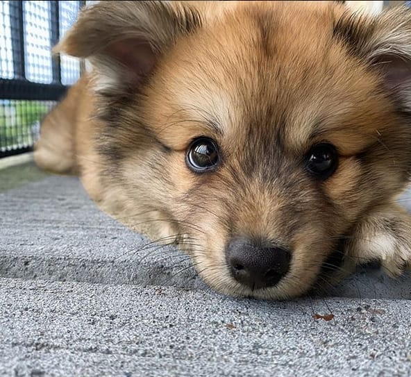 Top 140 Best Pomsky Dog Names - PetPress