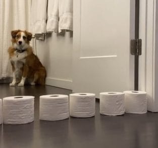 17 Hilarious Pictures Showing The Guide To Self-Isolation - Page 3 of 3 ...