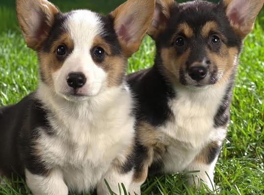 150 Exotic Dog Names and Their Meanings | PetPress