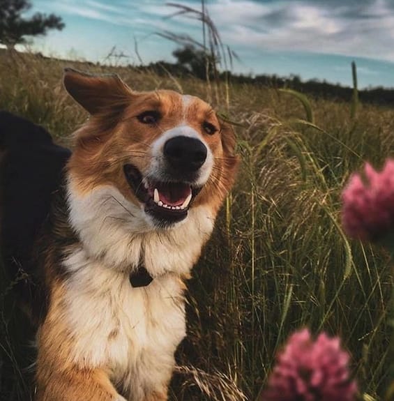 30+ Nature-Inspired Female Dog Names - PetPress