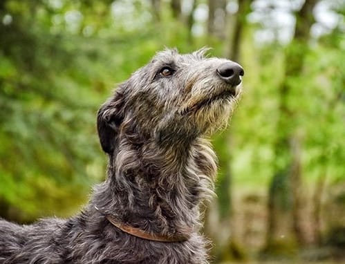 Top 150 Best Scottish Deerhound Dog Names - PetPress