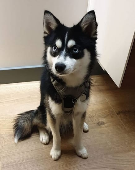 Top 140 Best Pomsky Dog Names - PetPress