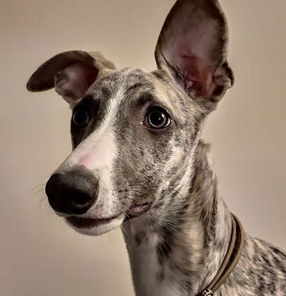 Top 100 Best Whippet Dog Names - PetPress