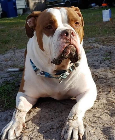 Top 79 Best American Bulldog Names - PetPress