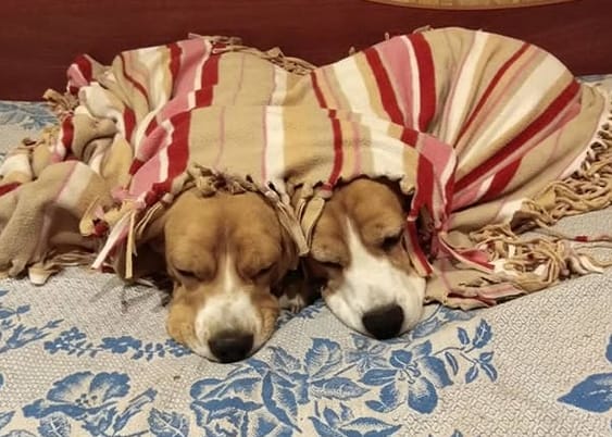 Top 128 Best Beagle Dog Names - PetPress