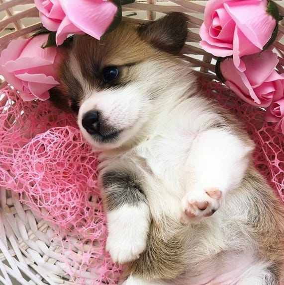 70+ Welsh Dog Names With Meanings - PetPress