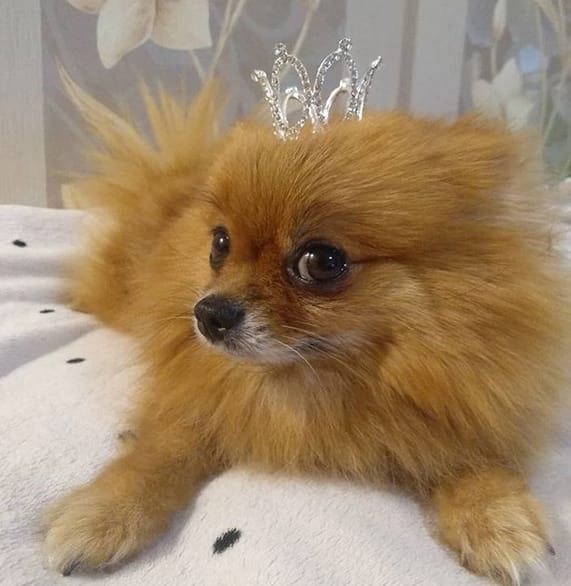 140+ Royal Dog Names for Noble Dogs - PetPress