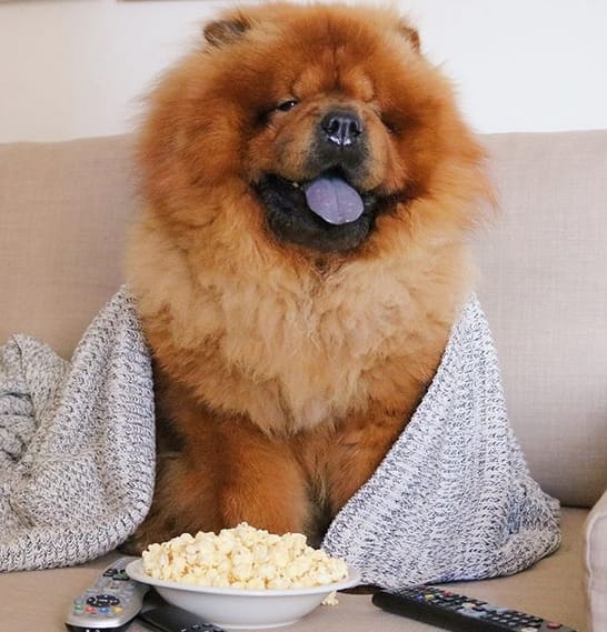 Top 150 Best Chow Chow Dog Names - PetPress
