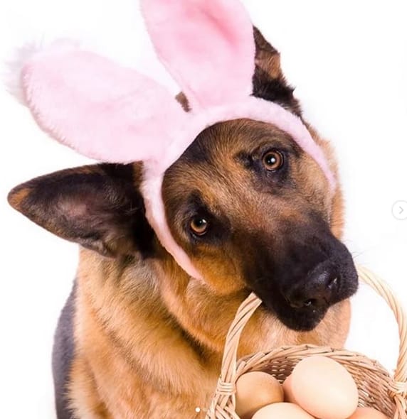 16 Funny Dogs Who Believe They Are Easter Bunnies - PetPress