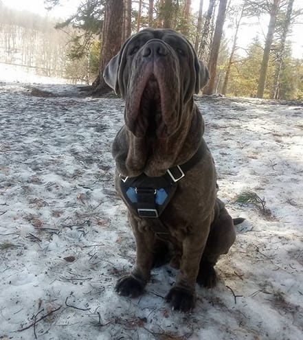 Top 140 Best Neapolitan Mastiff Dog Names - PetPress