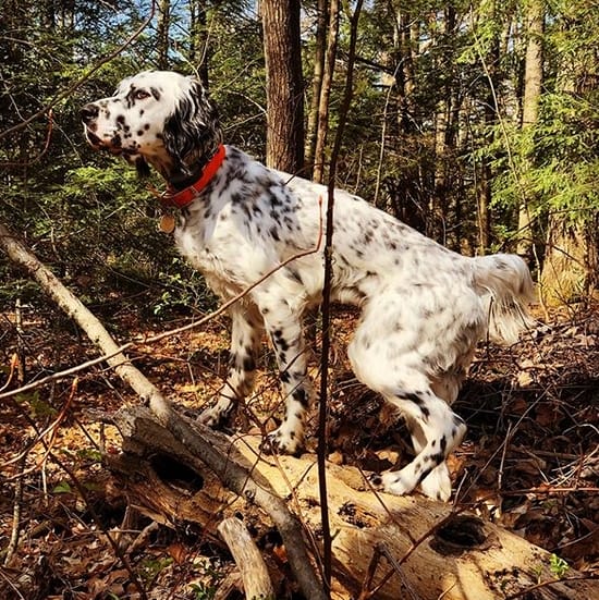 Top 130 Best English Setter Dog Names
