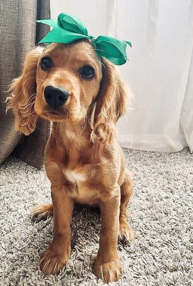 Top 152 Best Cocker Spaniel Dog Names - PetPress