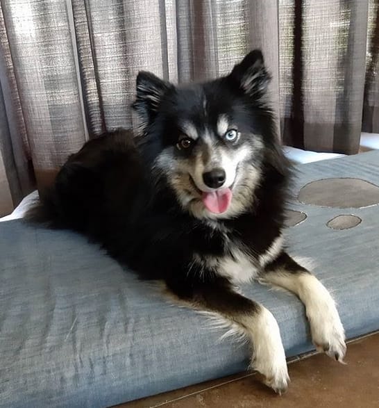 Top 140 Best Pomsky Dog Names - PetPress