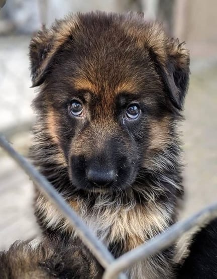 190+ Strong Dog Names For Boy Puppies - PetPress