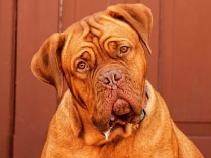 Top 155 Best Mastiff Dog Names - PetPress