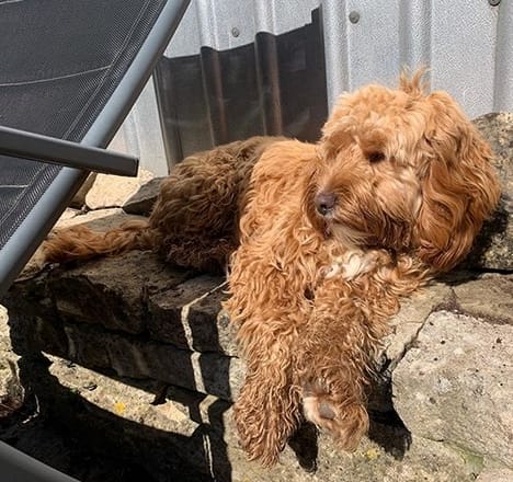 Top 101 Best Cockapoo Dog Names - PetPress