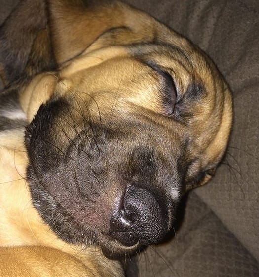 Top 124 Best Bloodhound Dog Names